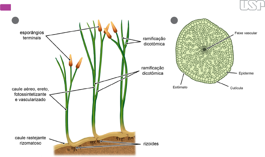 Traqueófitas e pteridófitas - Botânica Básica