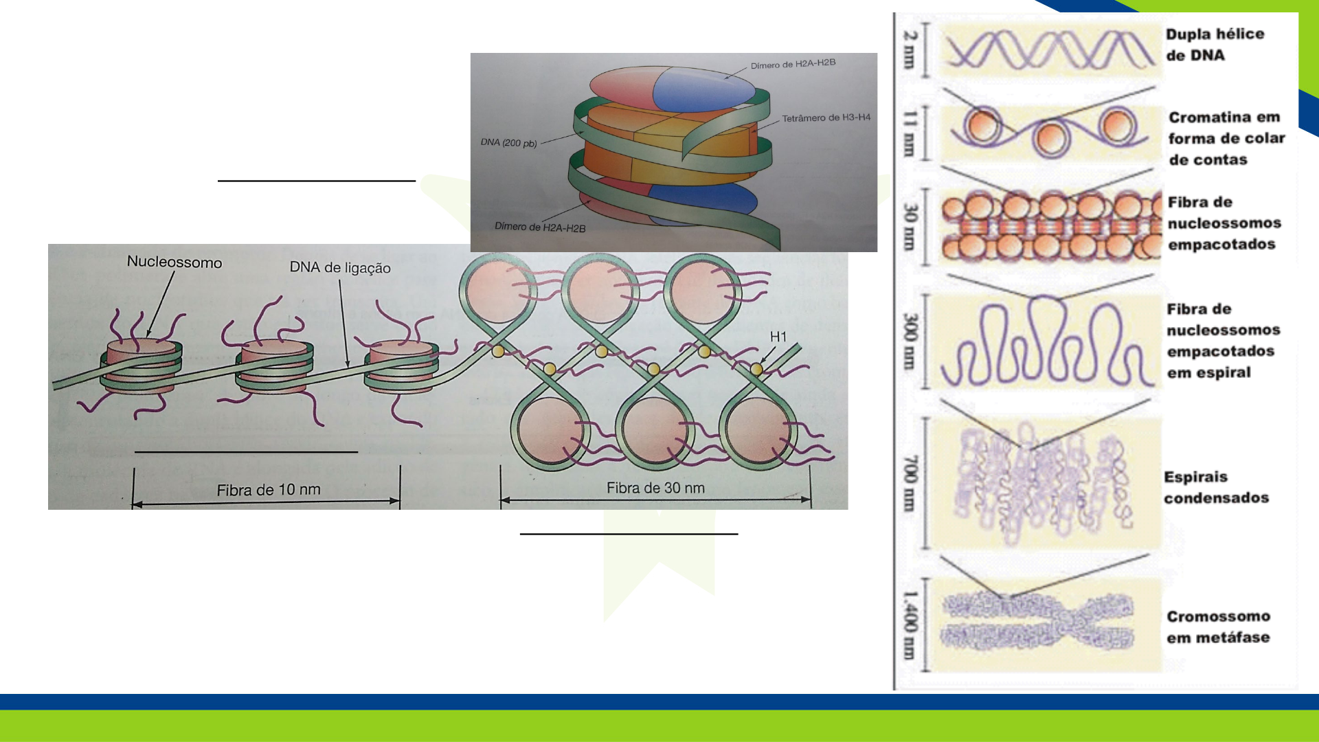 Núcleo Biologia Temas: Núcleo Cromatina Cromossoma Mitose Meiose - ppt carregar