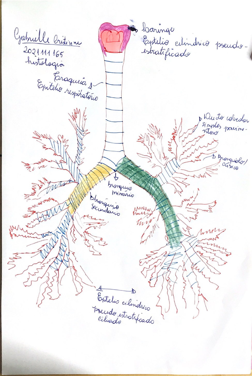 Bronchial Tree Netter Bronchial Tree Netter
