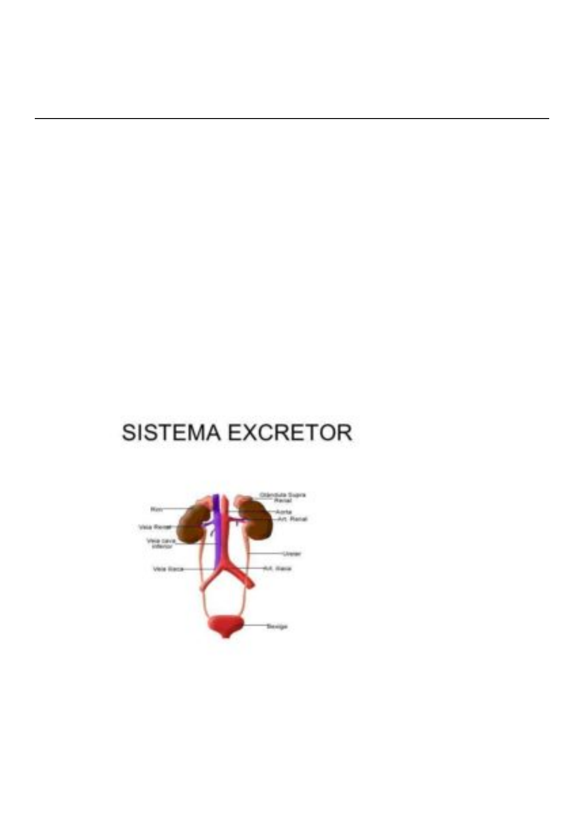 Sistema Excretor Com Rotulos