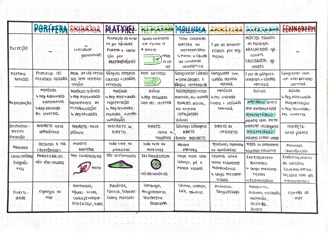 Planilhas De Invertebrados E Vertebrados Animais Invertebrados: