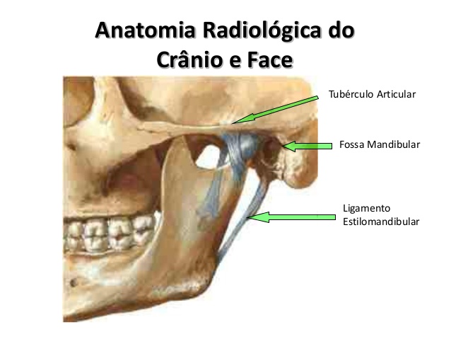 cranip(fossa mandibular) - Anatomia do Aparelho Locomotor
