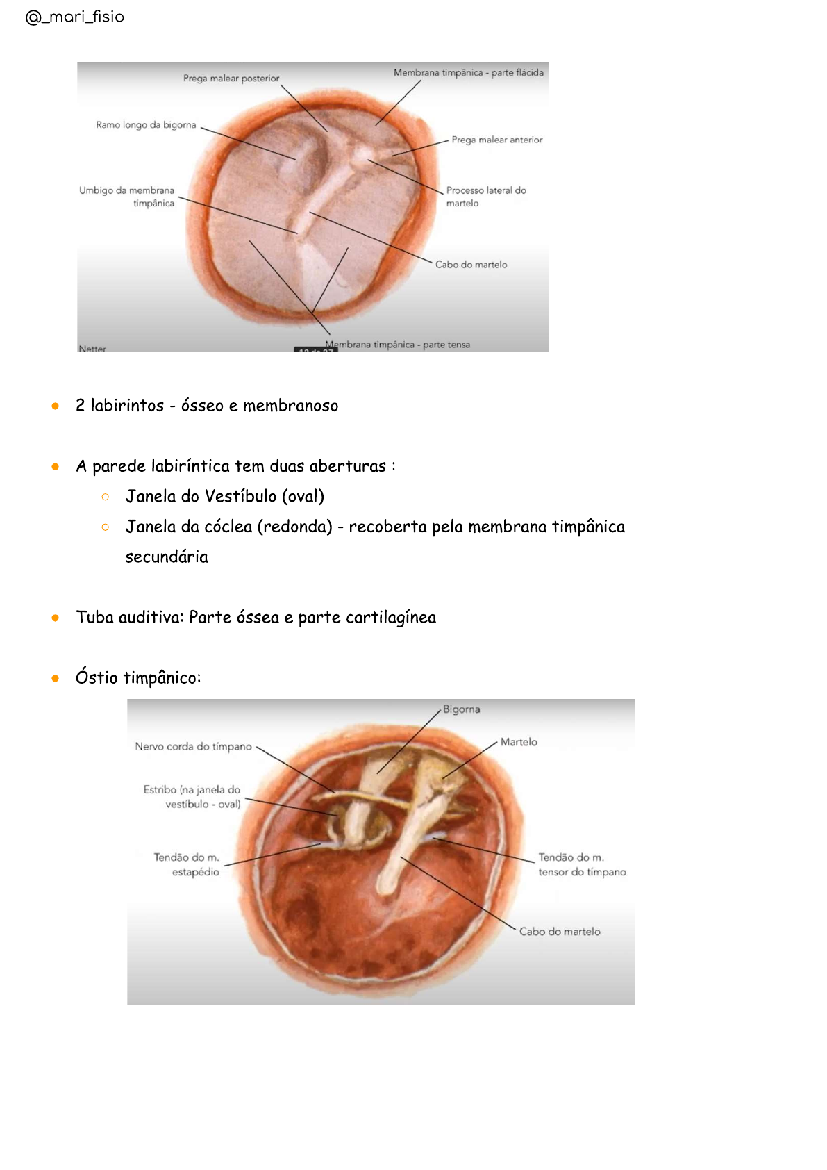 Anatomia da Orelha - Anatomia Humana I