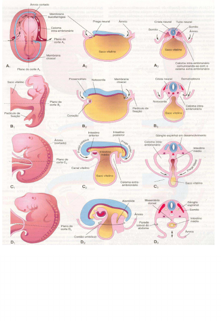 Organogênese(1) - Embriologia