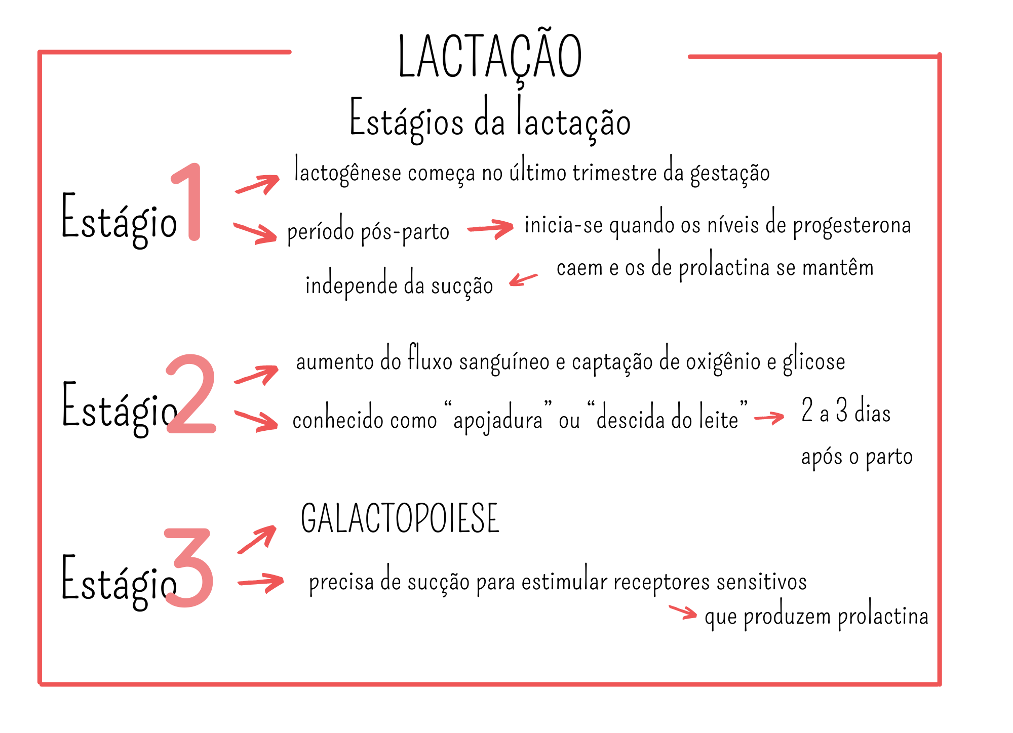 Mapa Mental - LACTAÇÃO - Nutrição