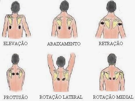Escapula Movimentos Cinesiologia Escapula Movimentos Cinesiologia