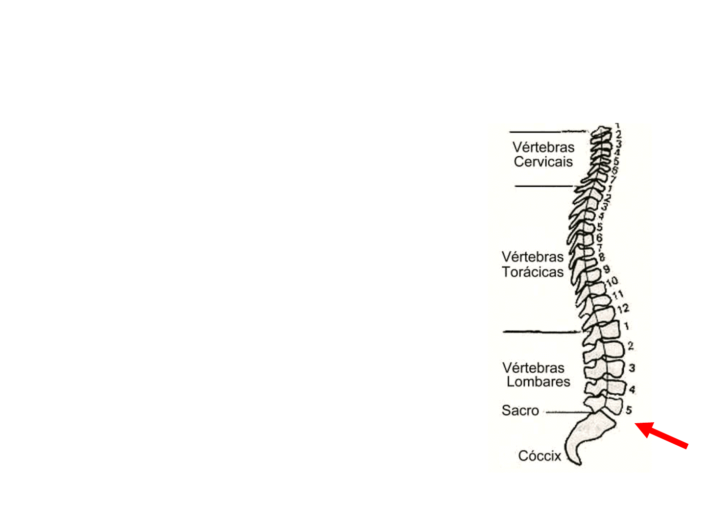 biomecanica coluna vertebral - Biomecânica