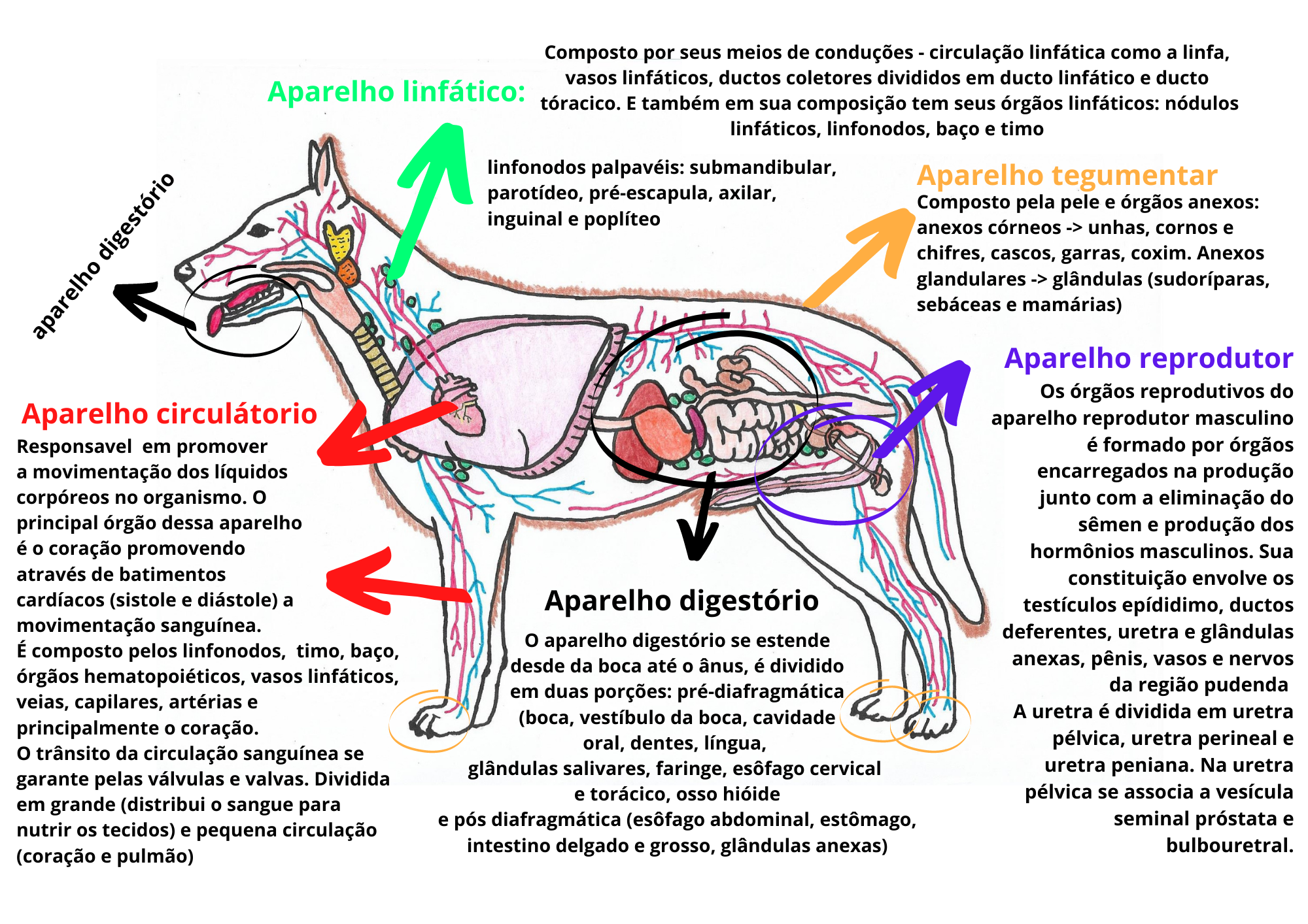 Anatomia Animal - Anatomia I