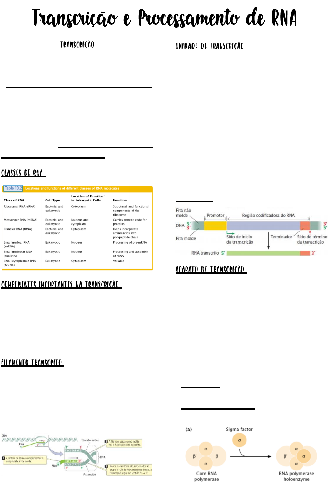 Rna Nucleotideo Marcado
