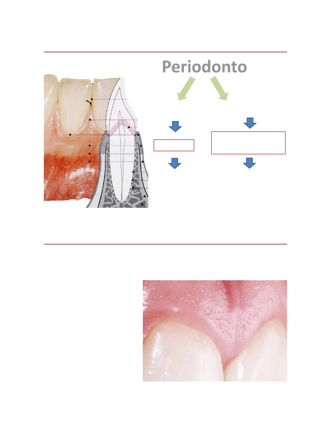 1 Anatomia e Histofisiologia do periodonto - Periodontia