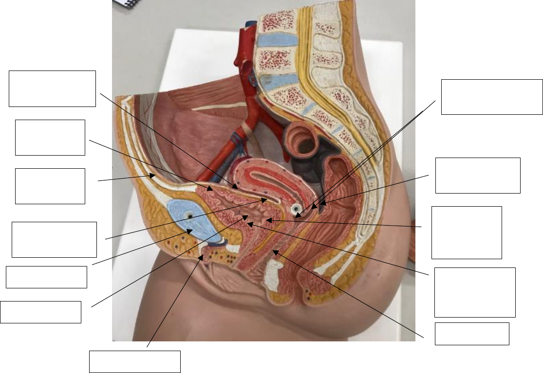 Diagrama De Anatomia Do Sistema Reprodutor Feminino