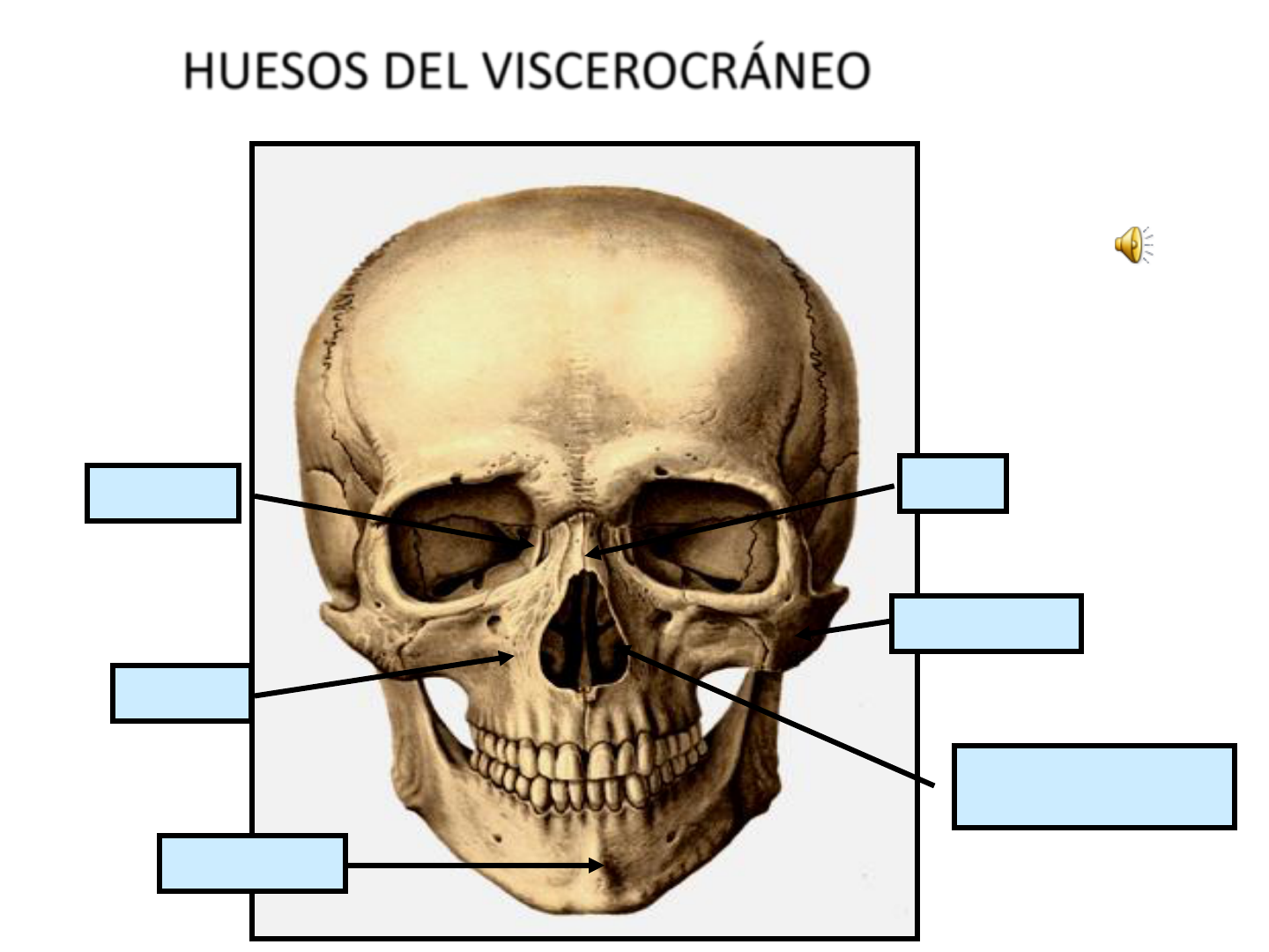 viscerocraneo - Anatomia II