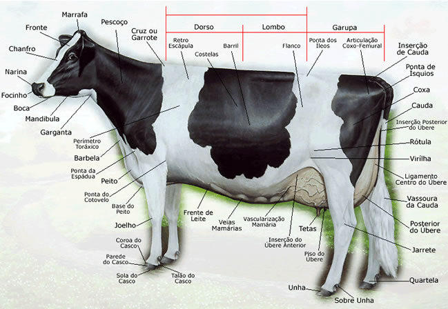 vaca nomenclatura - Bovino de Leite
