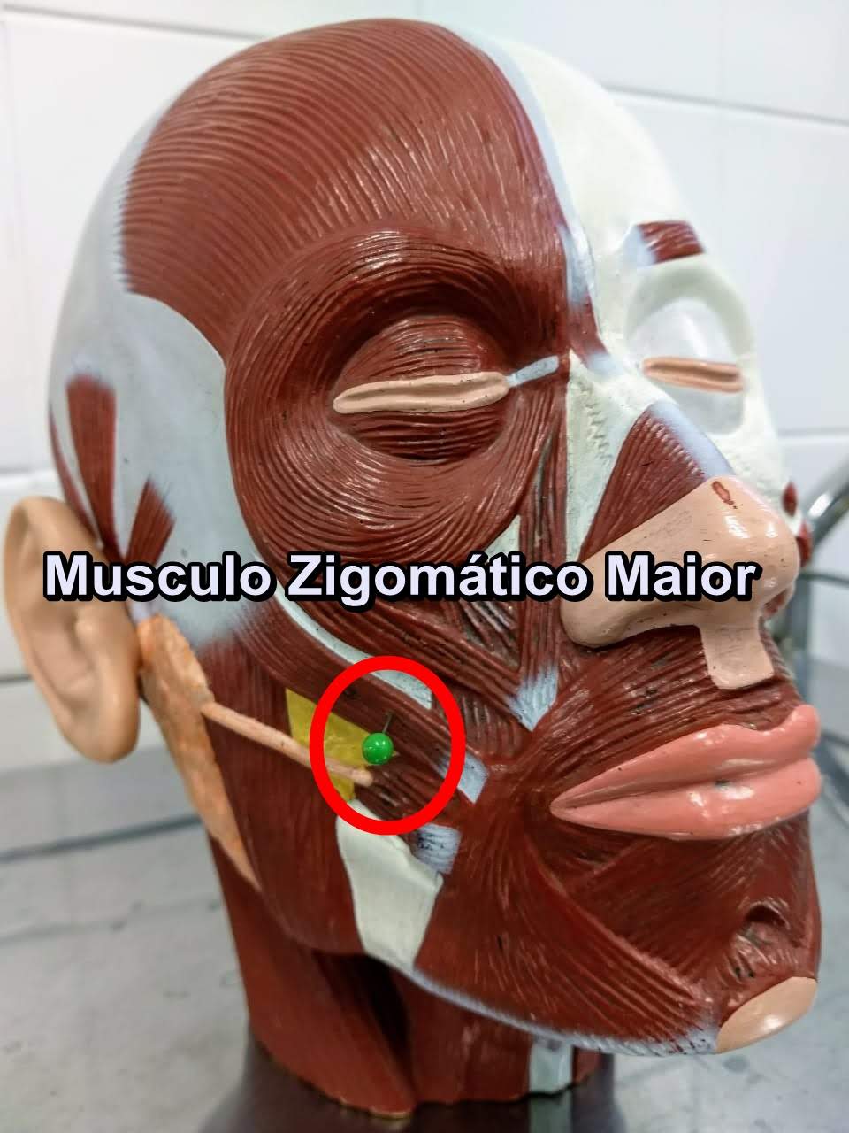 Musculo Zigomatico Maior E Menor - RETOEDU