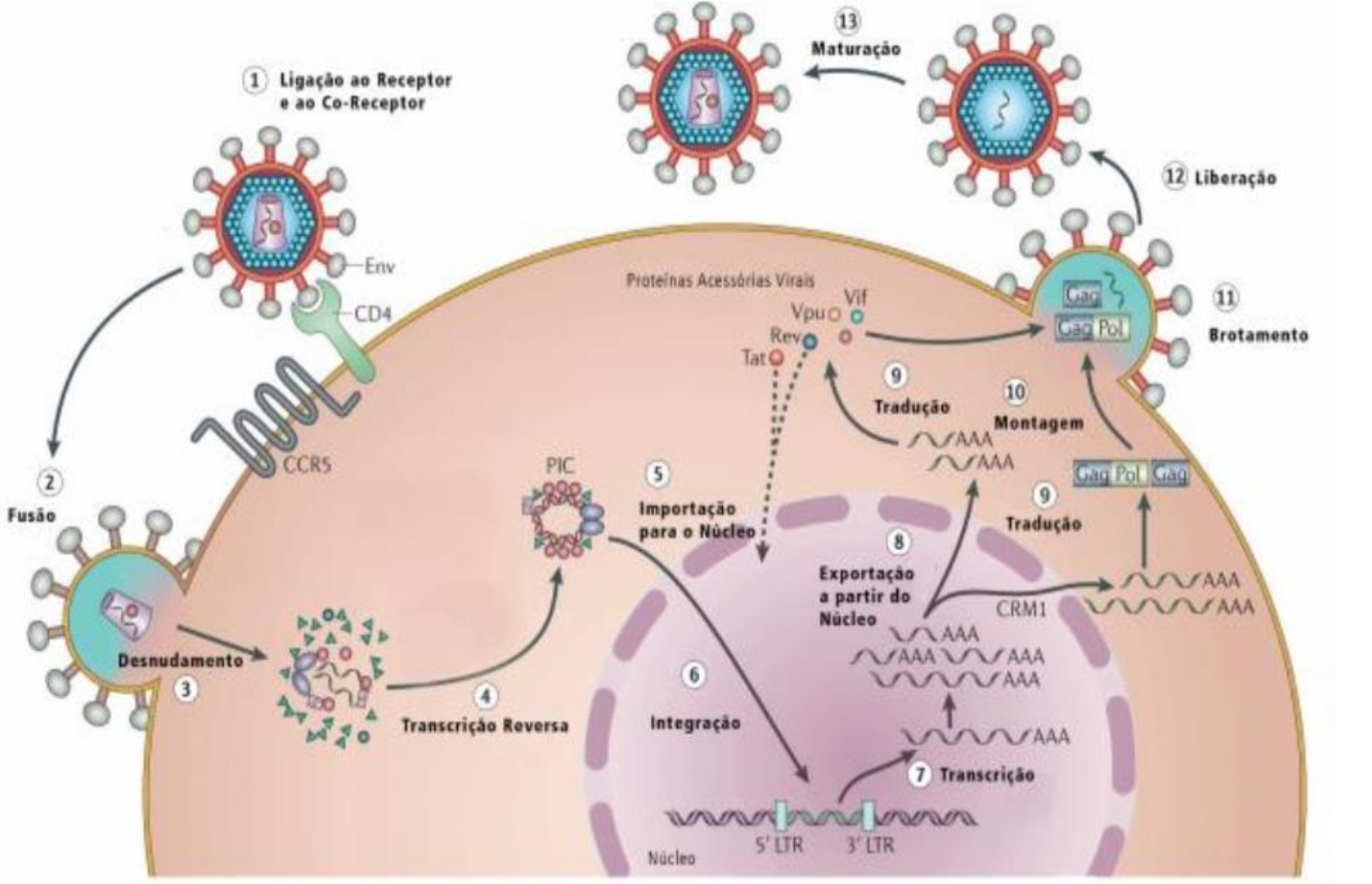 Ciclo de vida de HIV - Temas Transversais