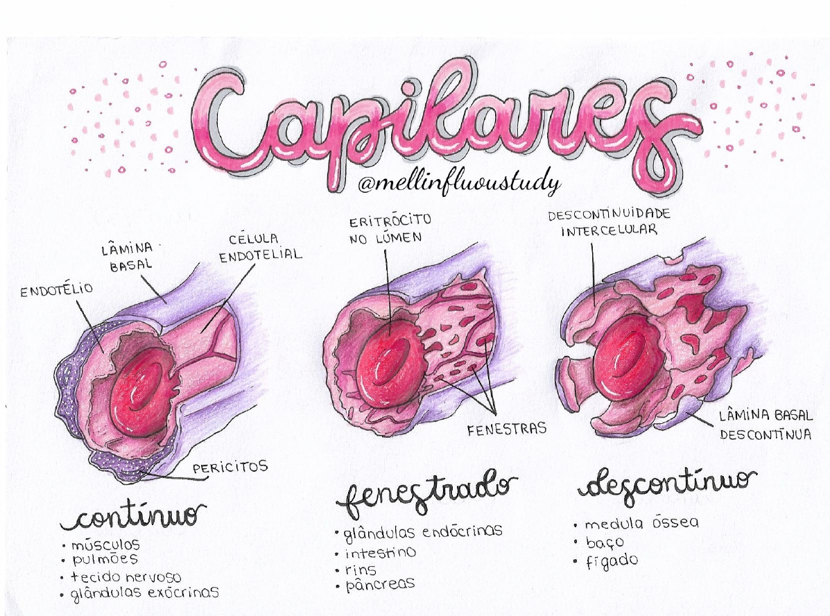 Tipos de Capilares - Histologia I