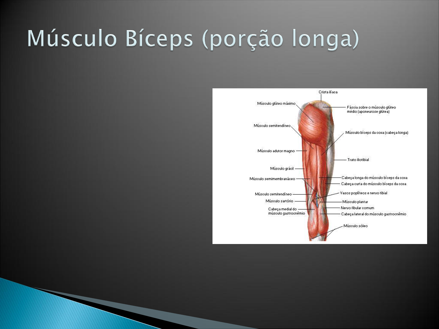 Aula 11 – Miologia Músculos Posteriores da Coxa 1 - Anatomia Palpatória