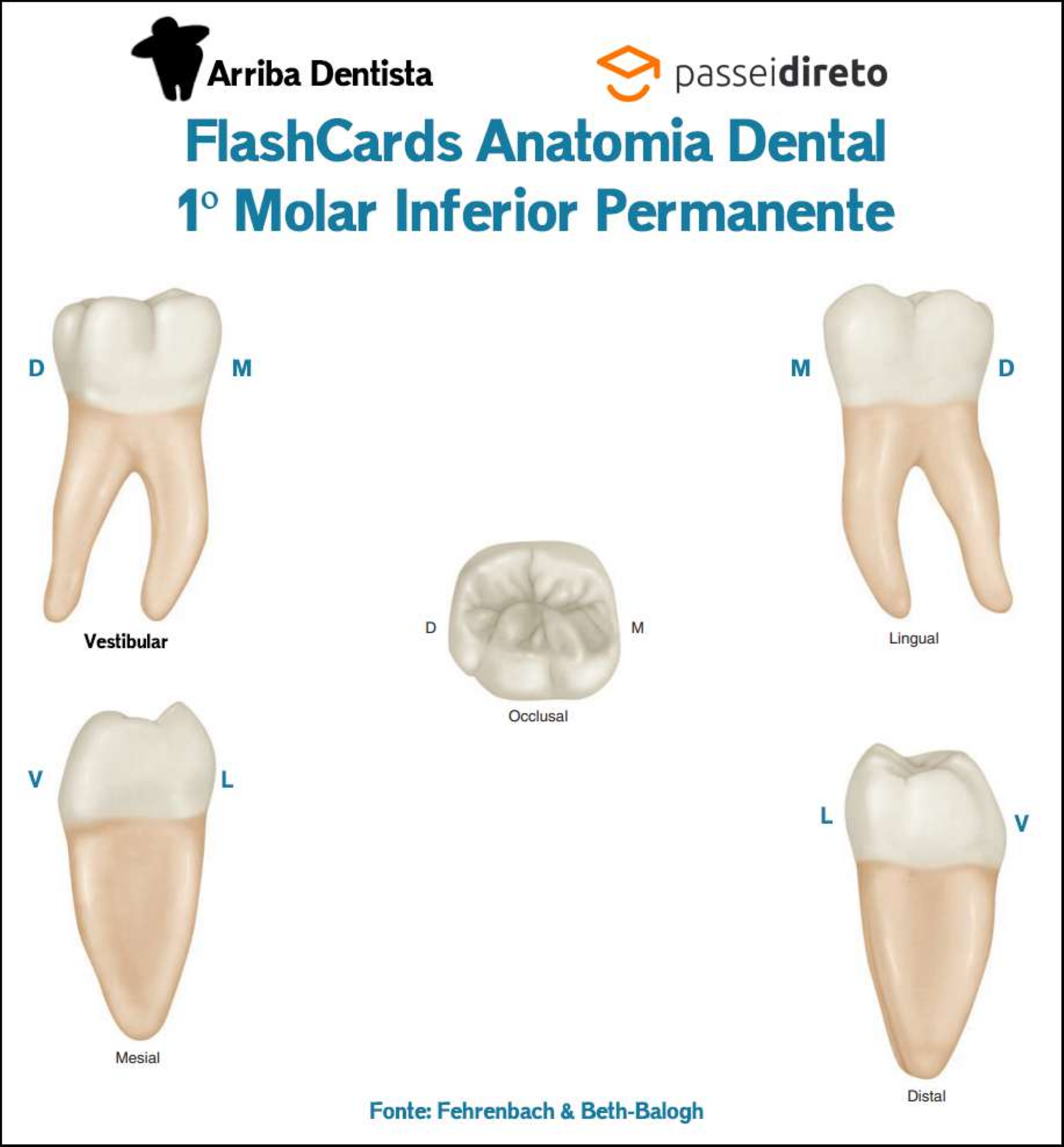 FlashCard Anatomia Do Primeiro Molar Inferior Permanente Anatomia FlashCard Anatomia Do Primeiro Molar Inferior Permanente Anatomia