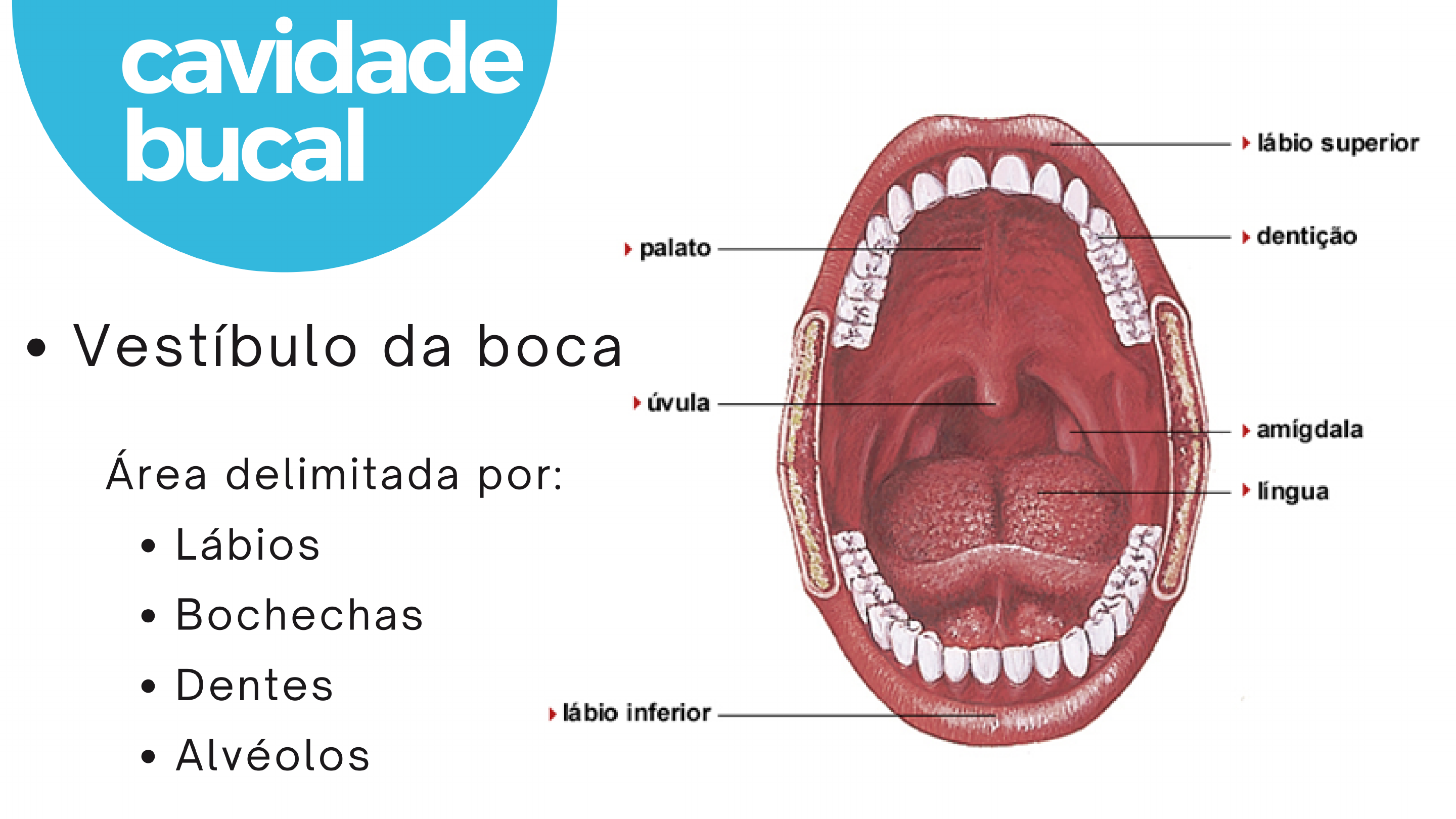Anatomia Da Cavidade Oral