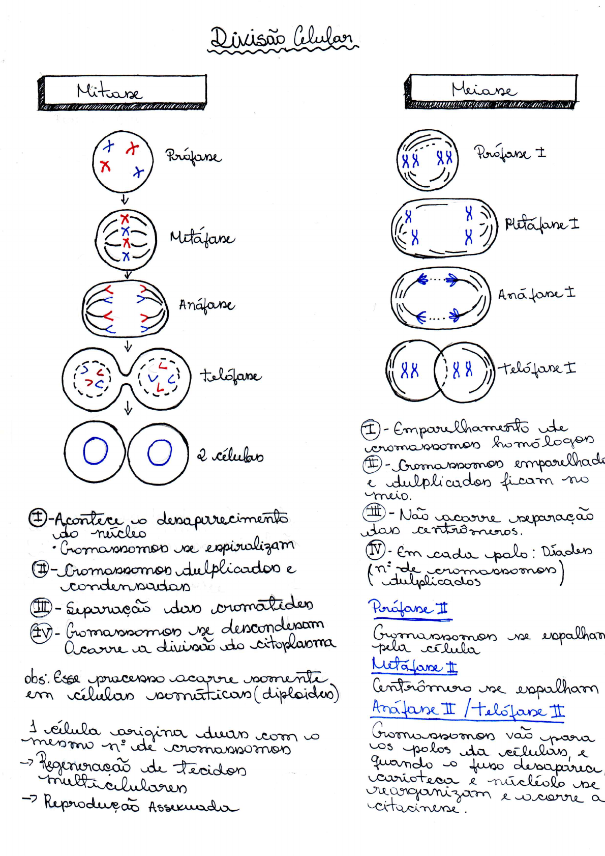 Exercicios Sobre Meiose E Mitose - BINKEDU