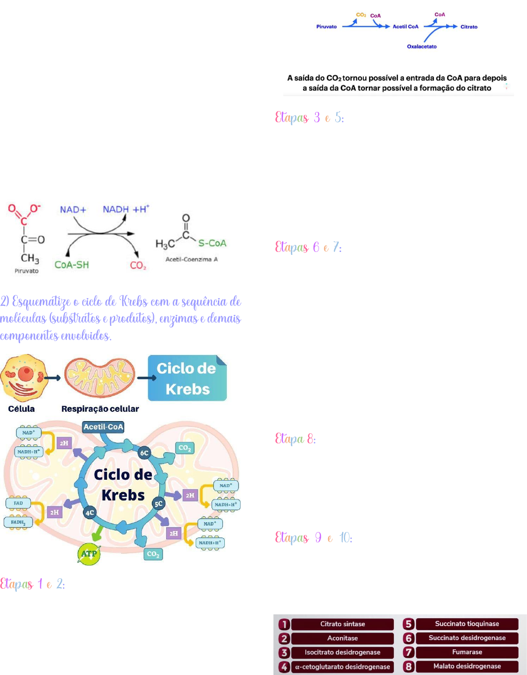 Etapas Do Ciclo De Krebs Simplificadas Etapas Do Ciclo De Krebs