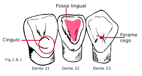 anatomia dental 10 (1) - Anatomia I