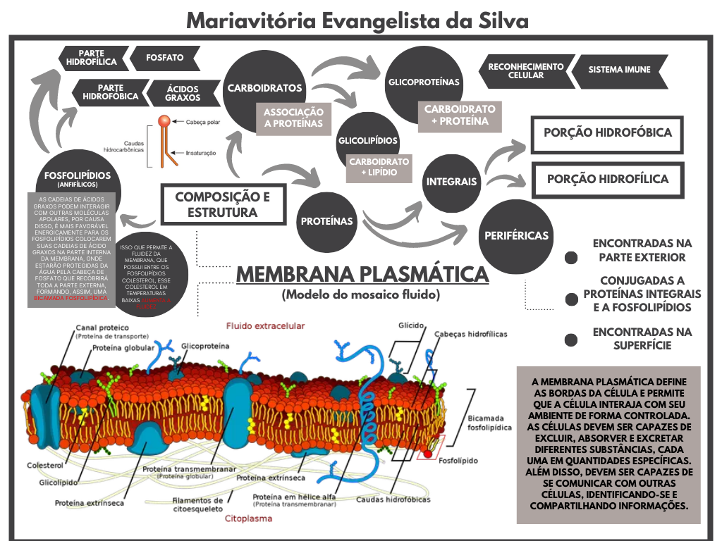Estrutura Da Bicamada Fosfolipidica Fosfolipídios Bioquímica