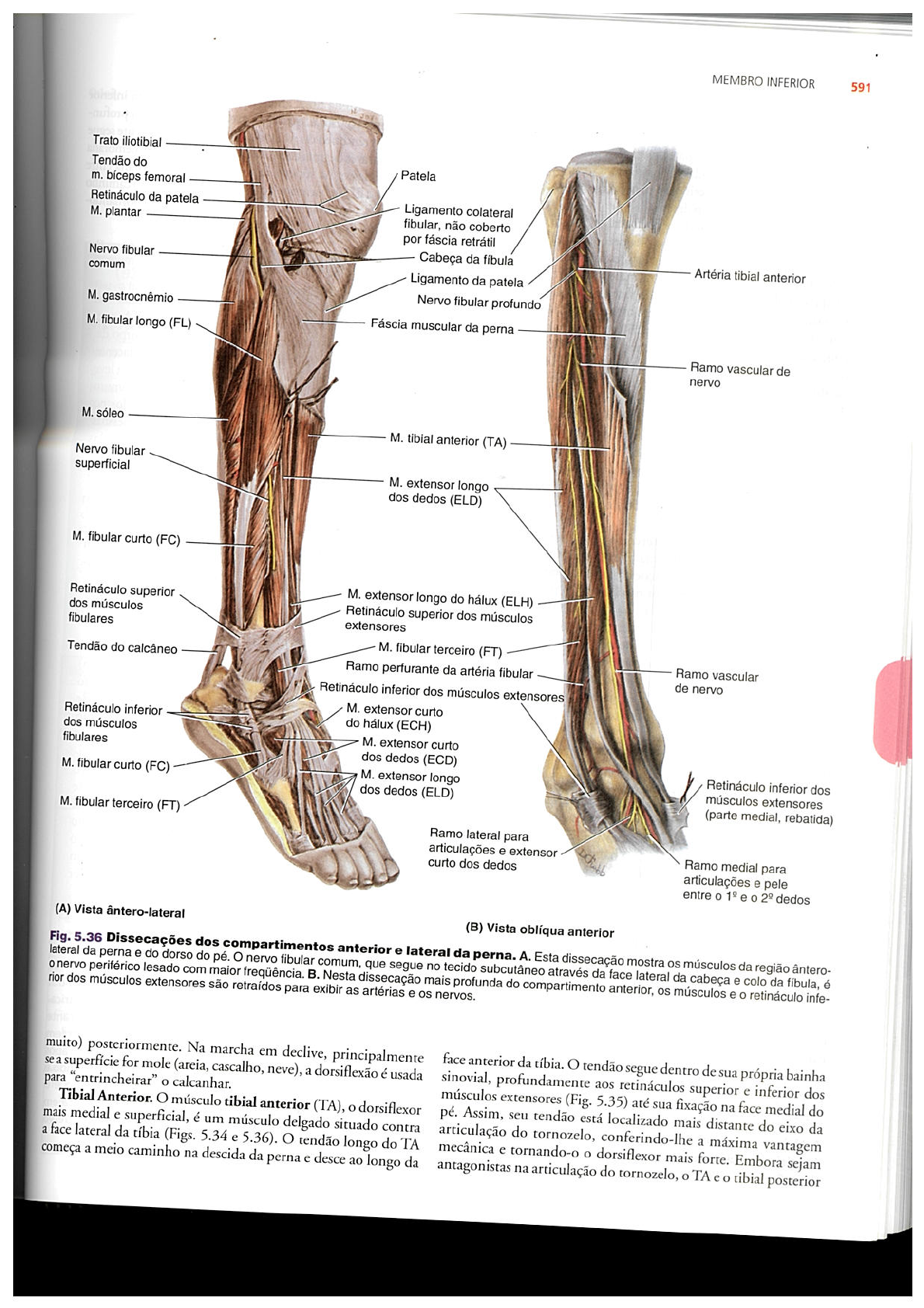 Músculos da perna e pé - Anatomia Humana I