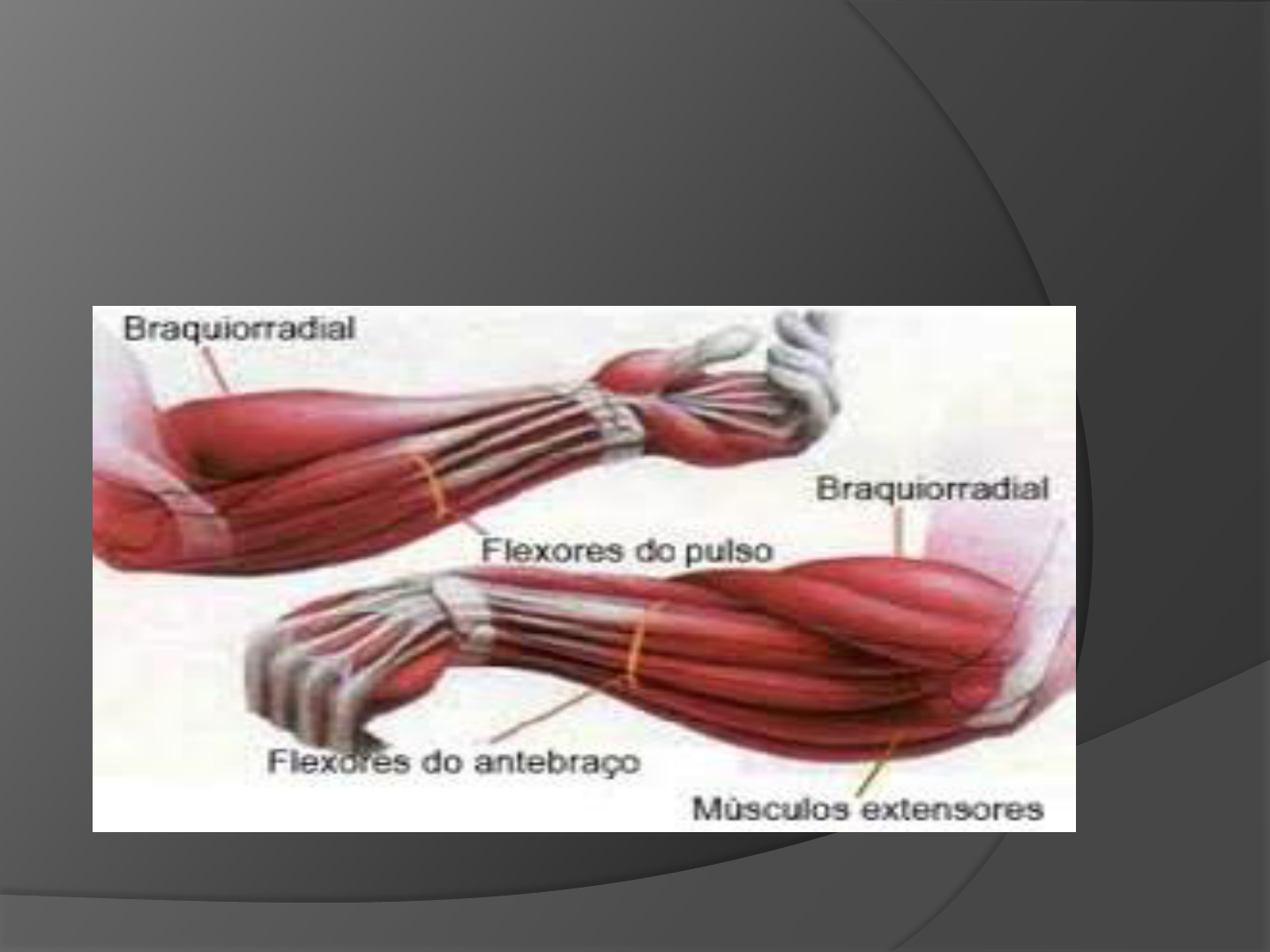 Anatomia Flexora Do Antebraco Compartimentos Musculares Do Membro