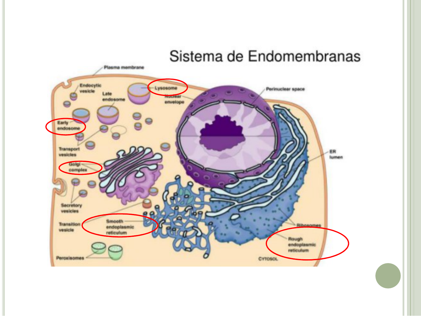 Sistema De Endomembranas SISTEMA DE ENDOMEMBRANAS