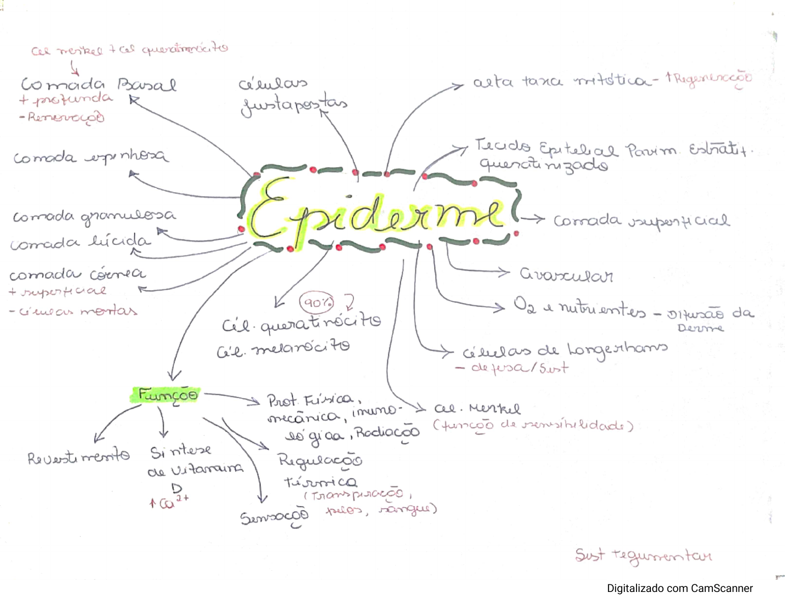 Epideme Mapa Mental - Fisiologia Humana I