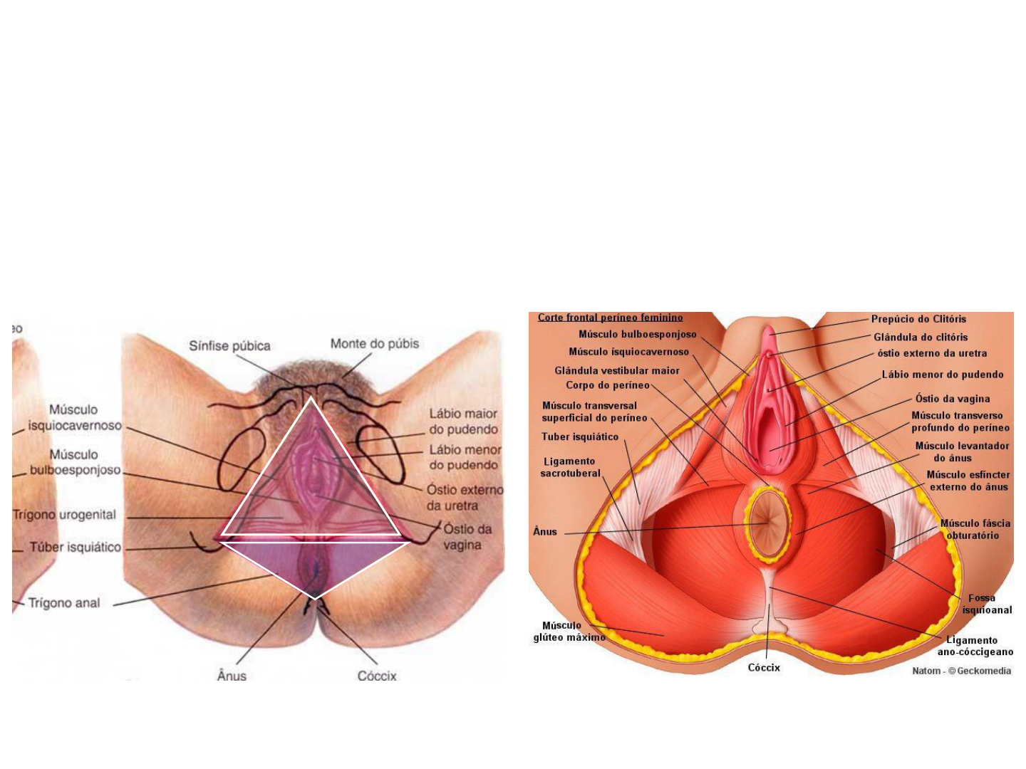 Anatomia Do Sistema Reprodutor Externo Feminino Sistema Reprodutor