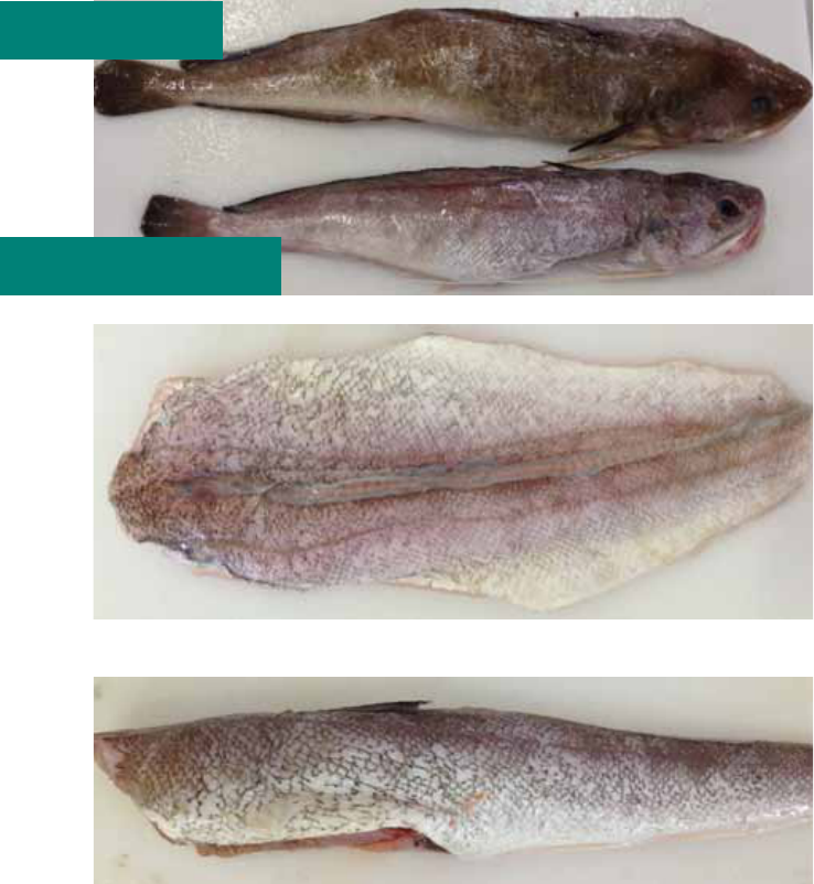 Musculos De Disseccao De Tubarao Cacao