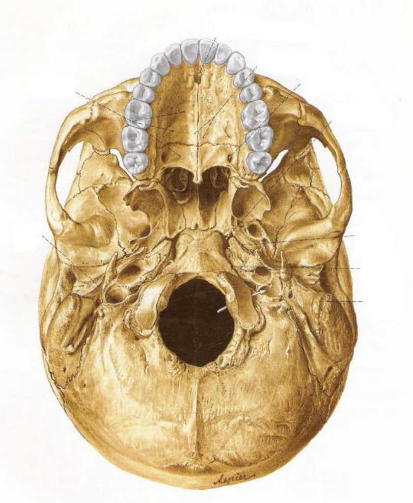 Partes do cranio sem nome - Anatomia I