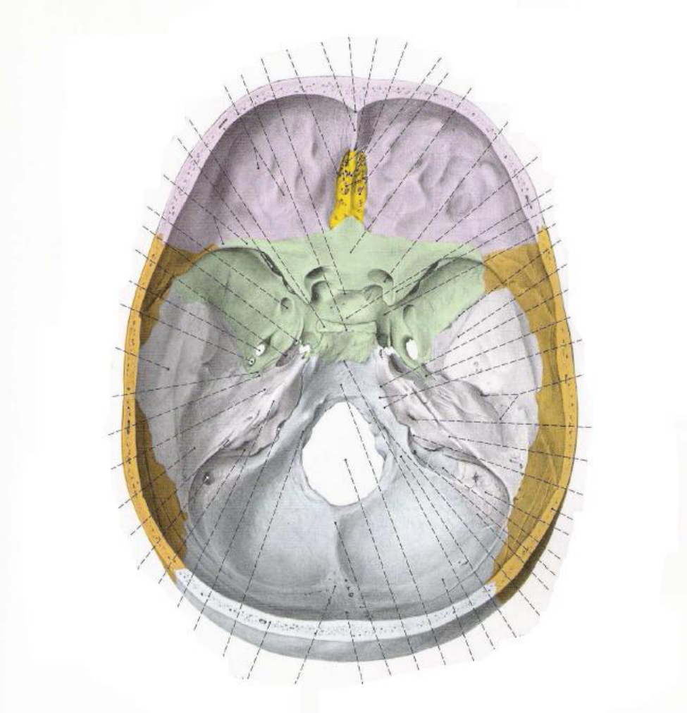 Partes do cranio sem nome - Anatomia I