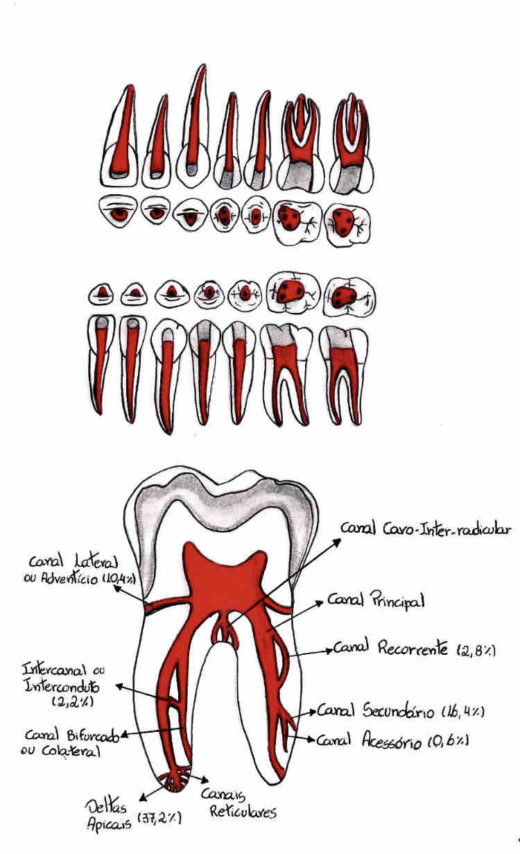 desenho - Endodontia