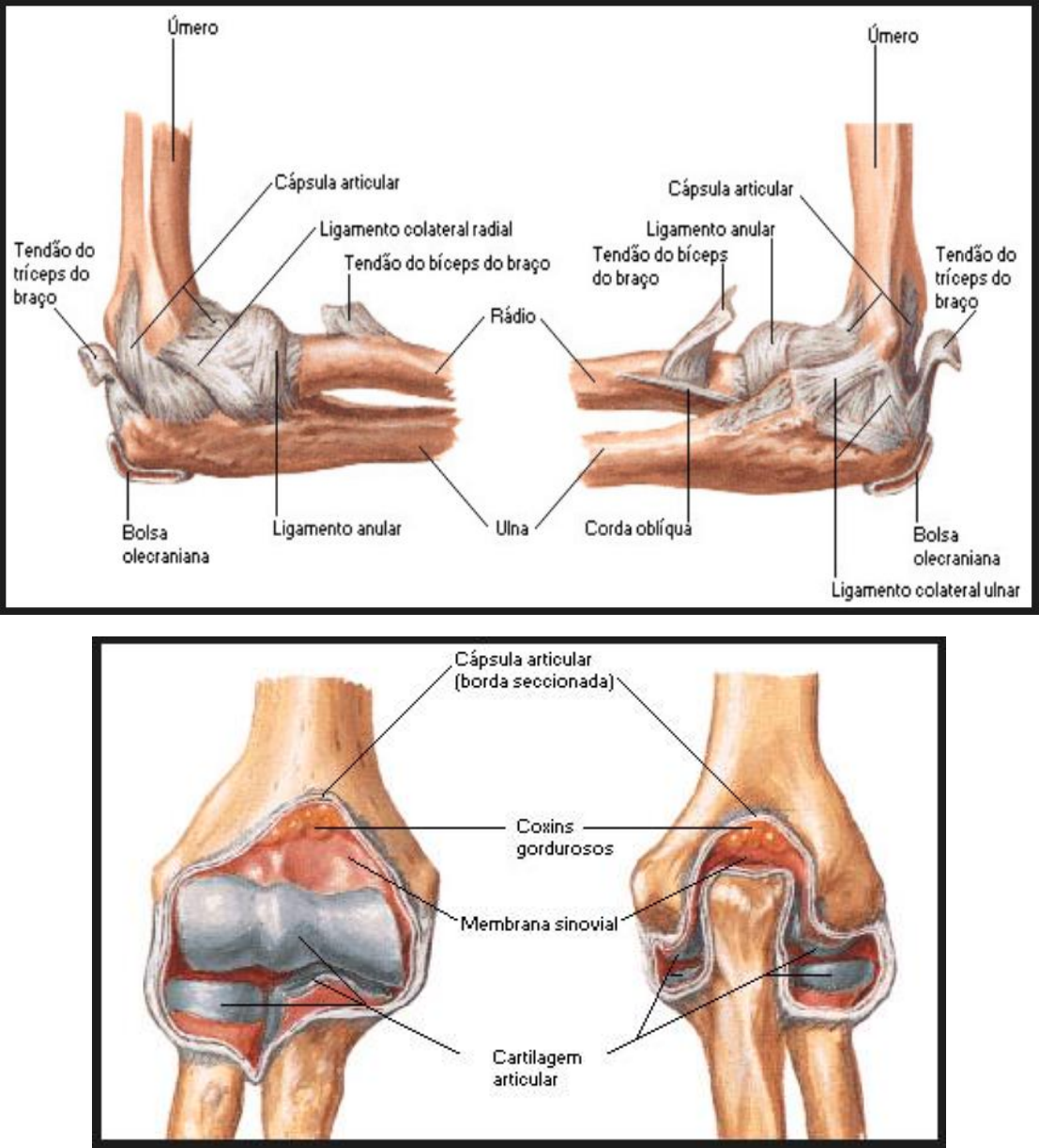 Ligamentos Do Cotovelo