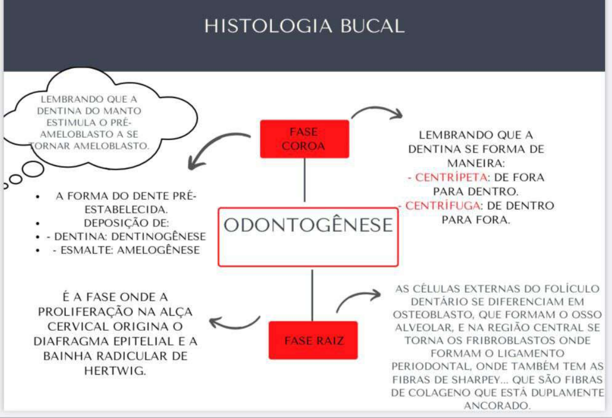 MAPA MENTAL ODONTOGÊNESE - Histologia Bucal
