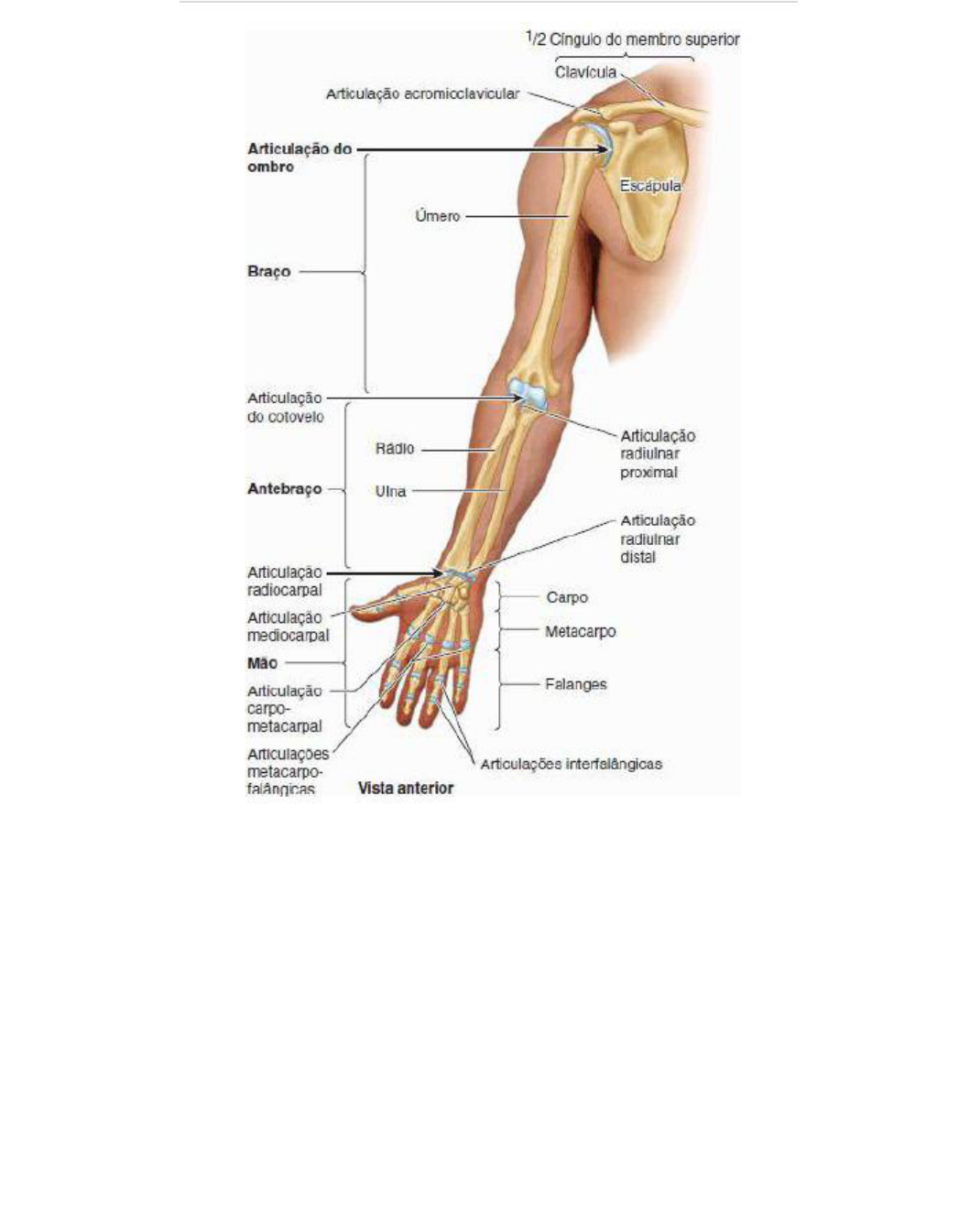 Diagrama Muscular Do Membro Superior Músculos Membros Superiores