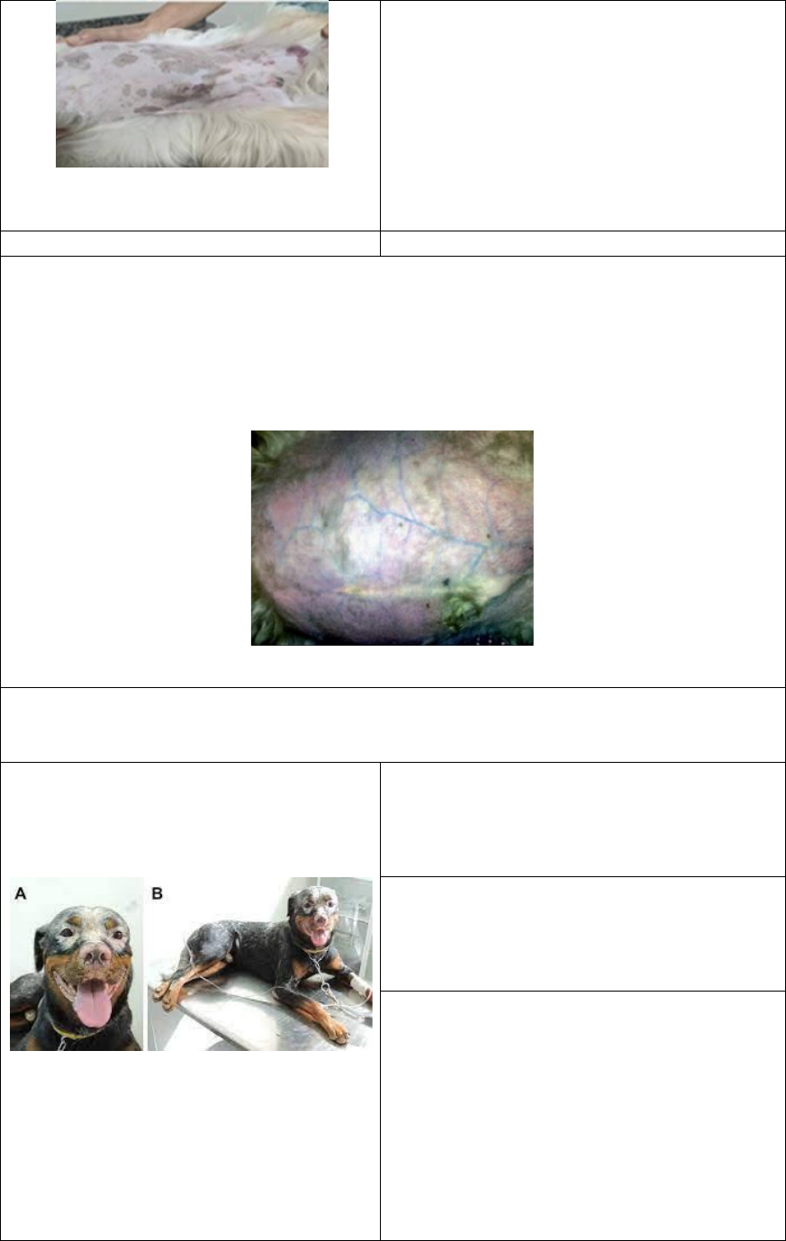 Classificação das lesões Cutâneas - Dermatologia