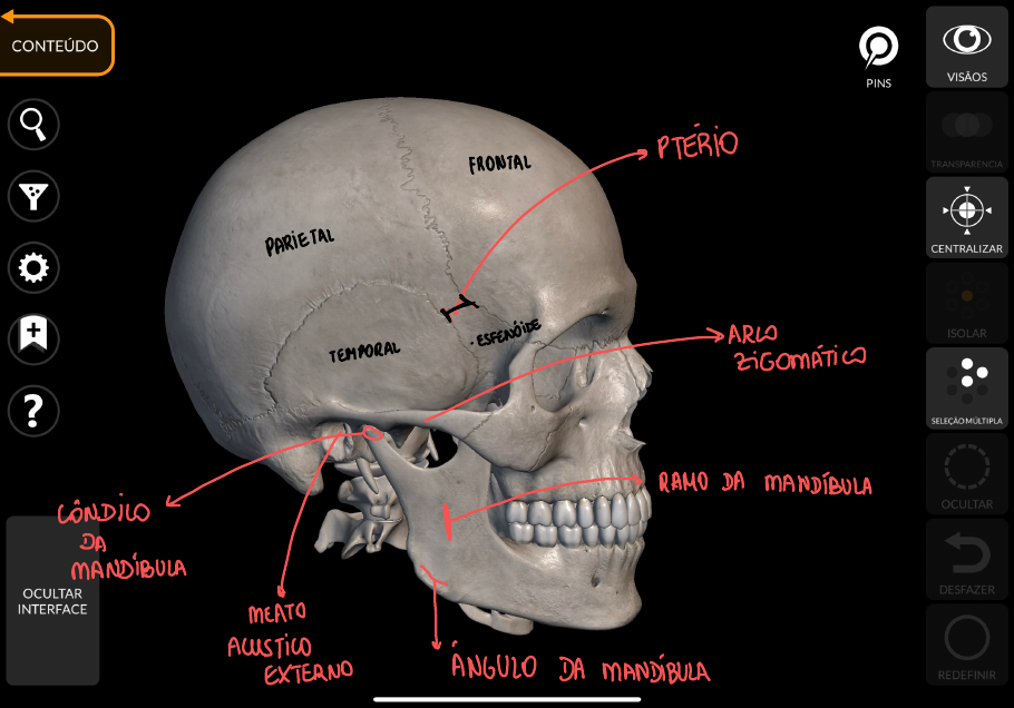 ANATOMIA CRÂNIO - Anatomia I
