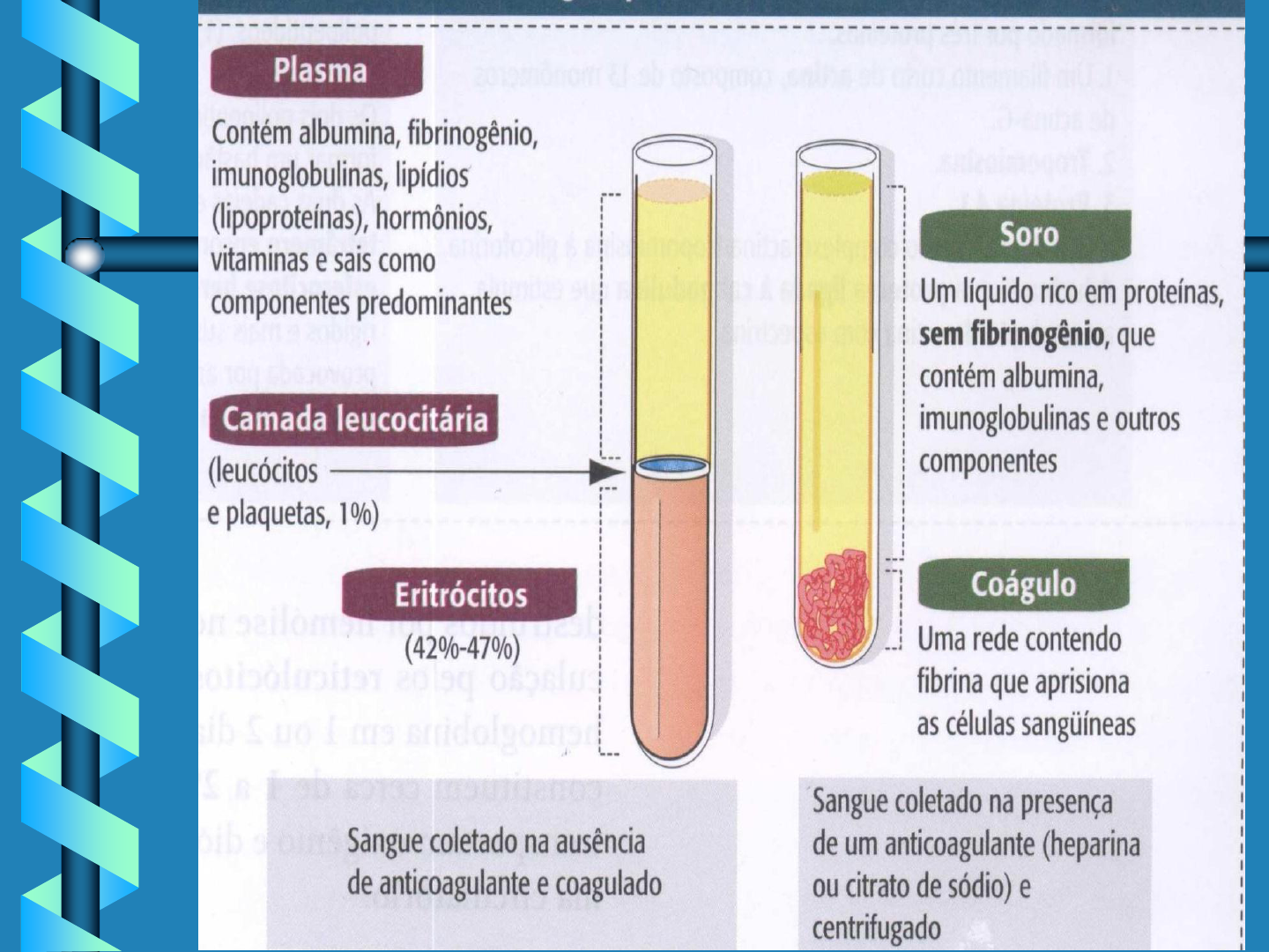 Interpretacao Hemograma Hematologia
