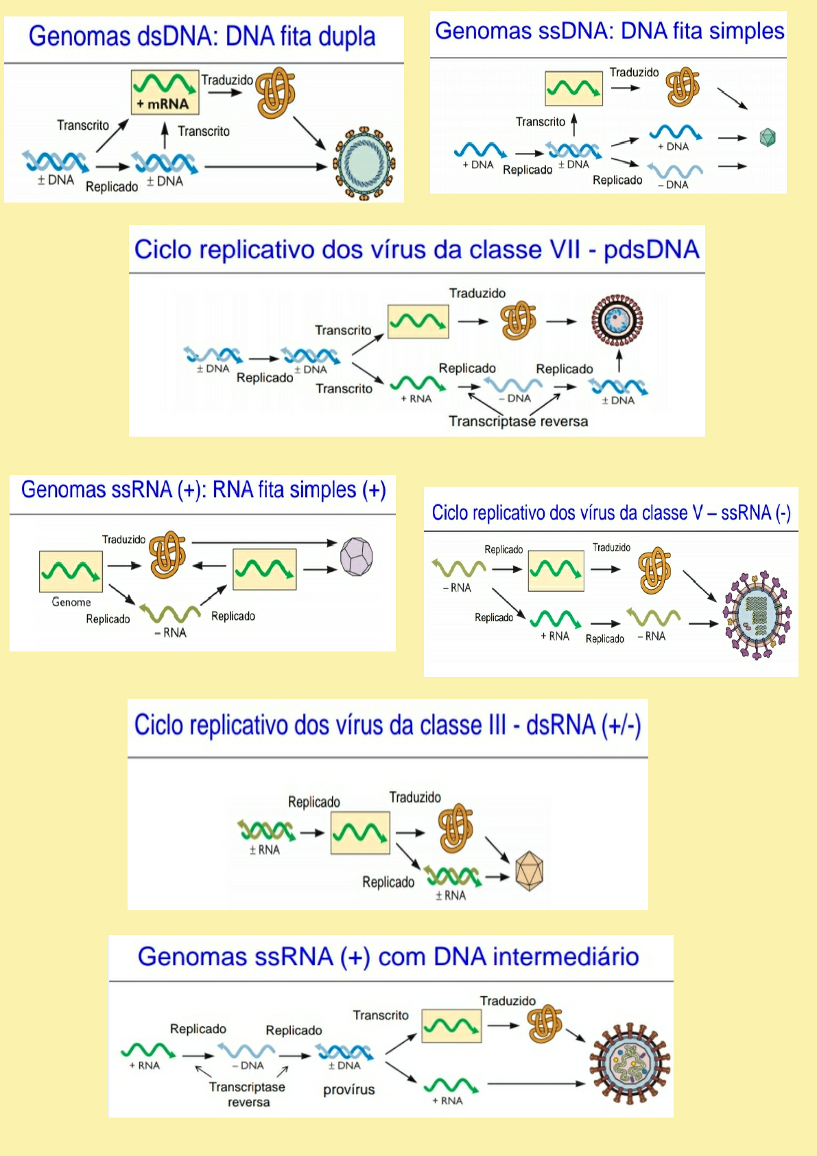 Virologia o que é? - Microbiologia