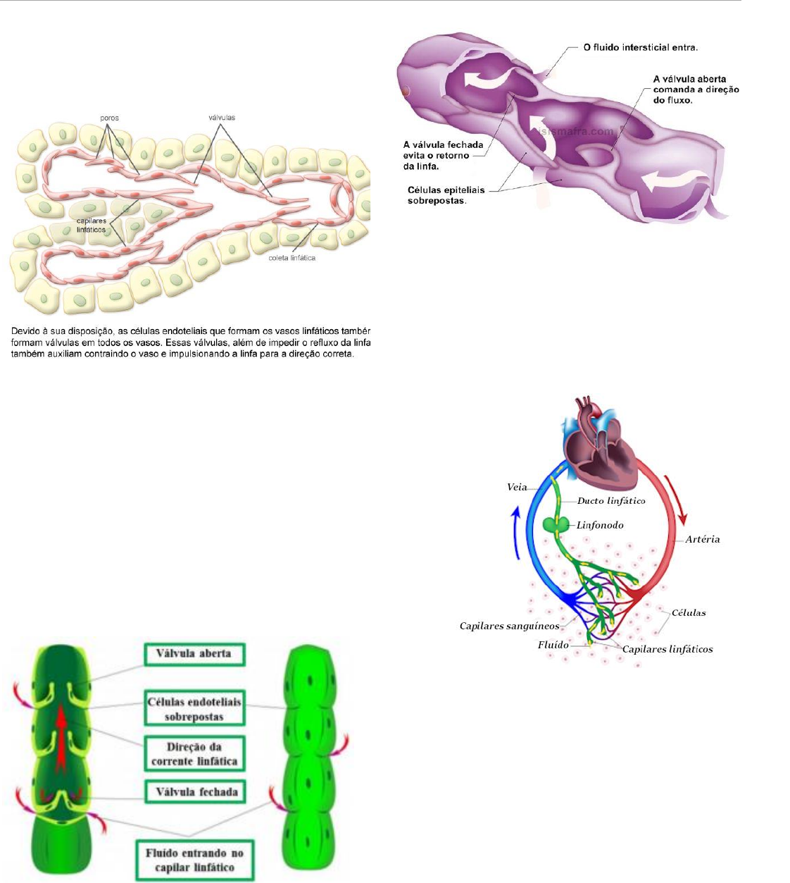 Linfático, Baço e Timo - Histologia e Embriologia