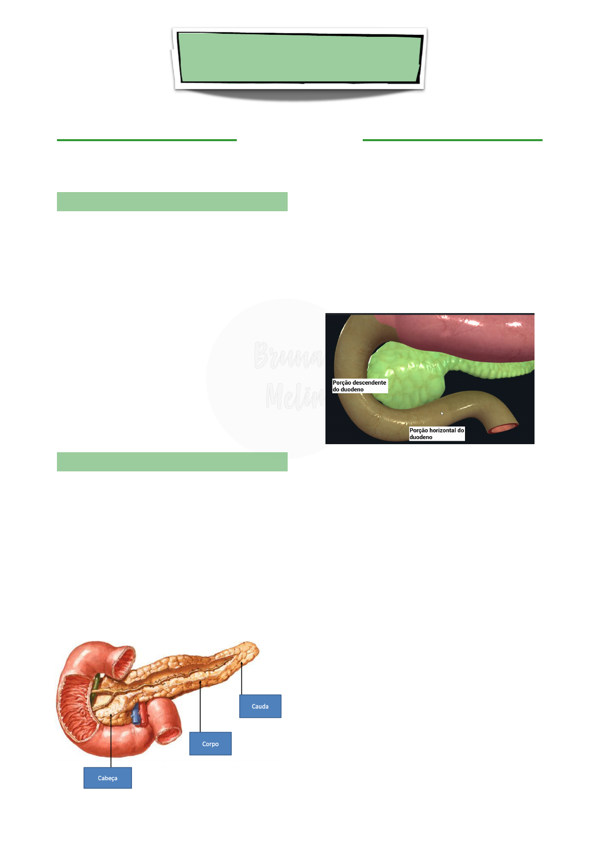 Pancreas Anatomia e Histologia - Anatomia e Histologia