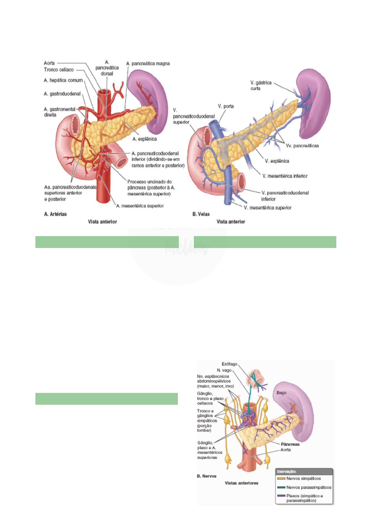 Pancreas Anatomia e Histologia - Anatomia e Histologia