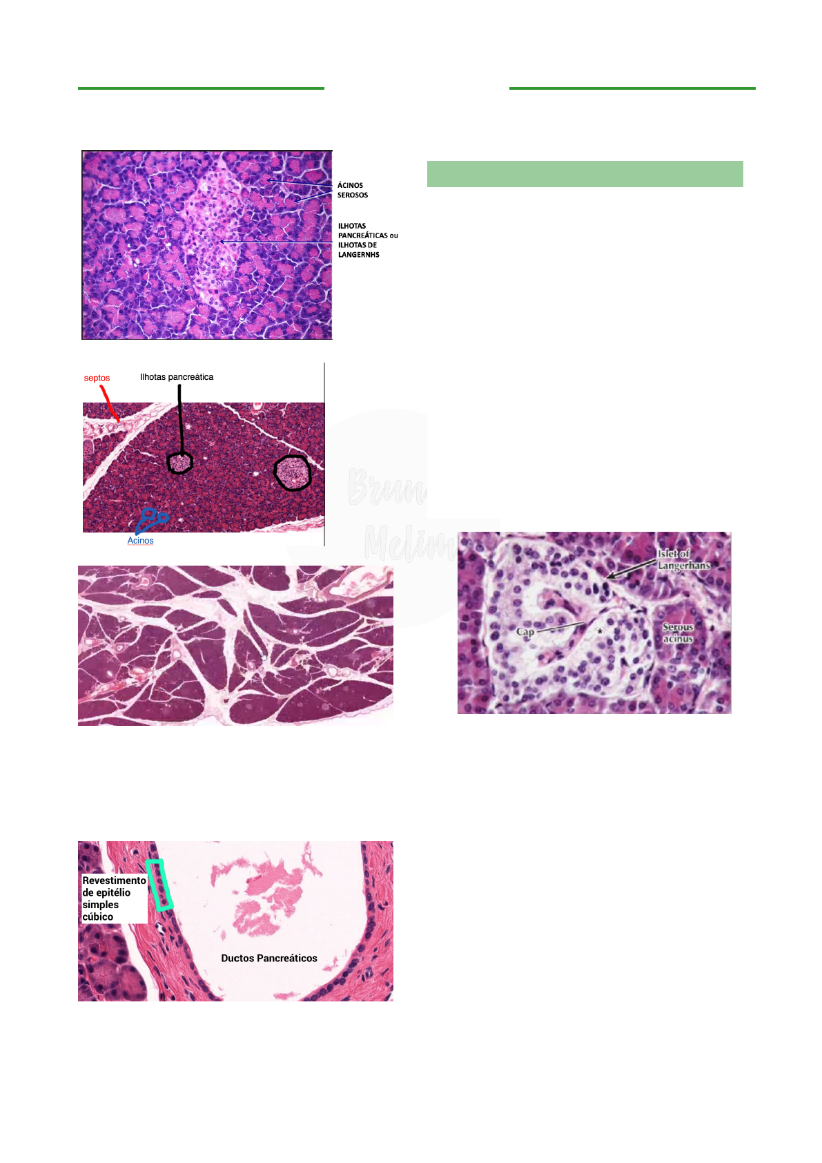 Pancreas Anatomia e Histologia - Anatomia e Histologia