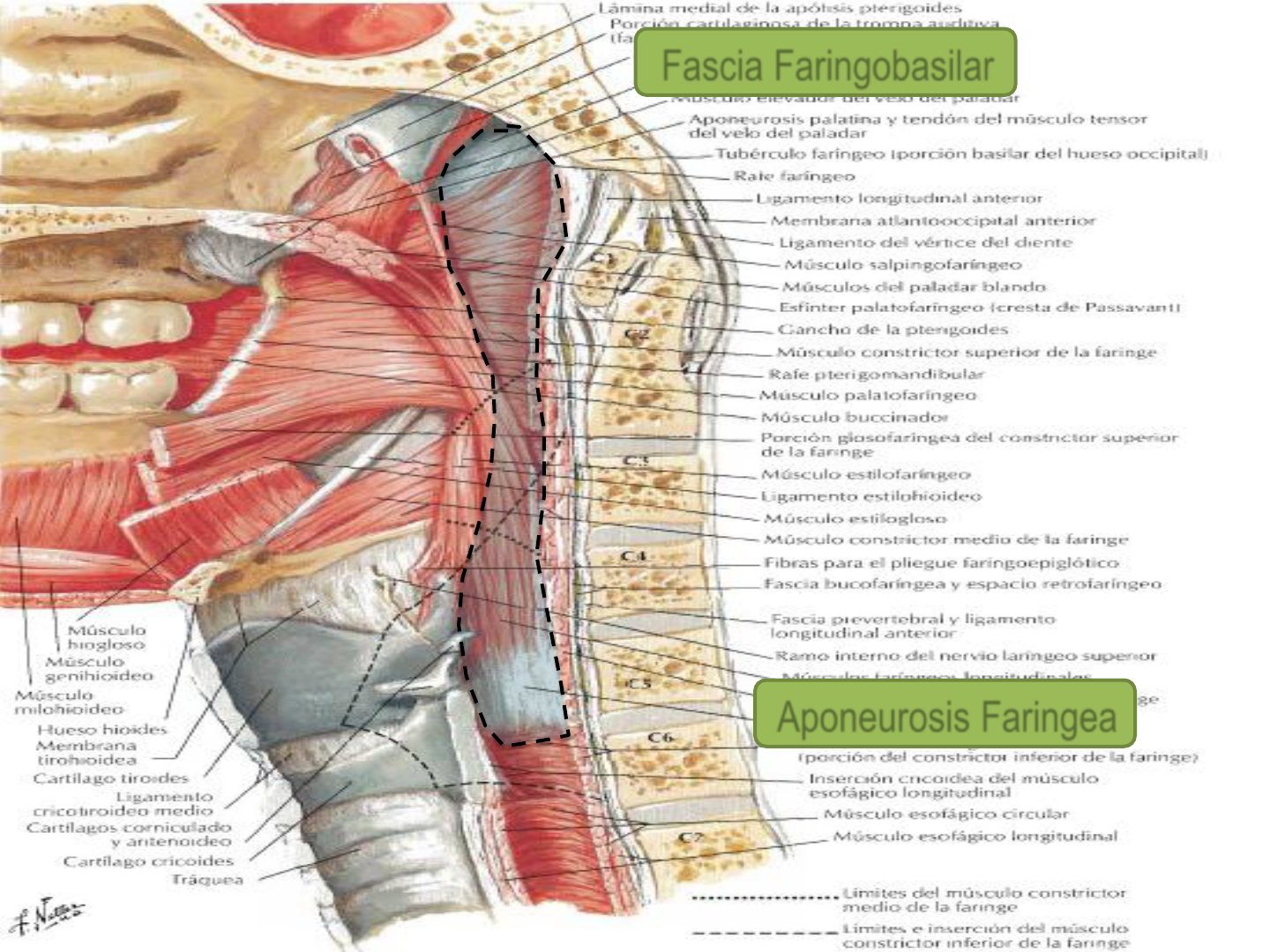 Rafe Medio De La Faringe