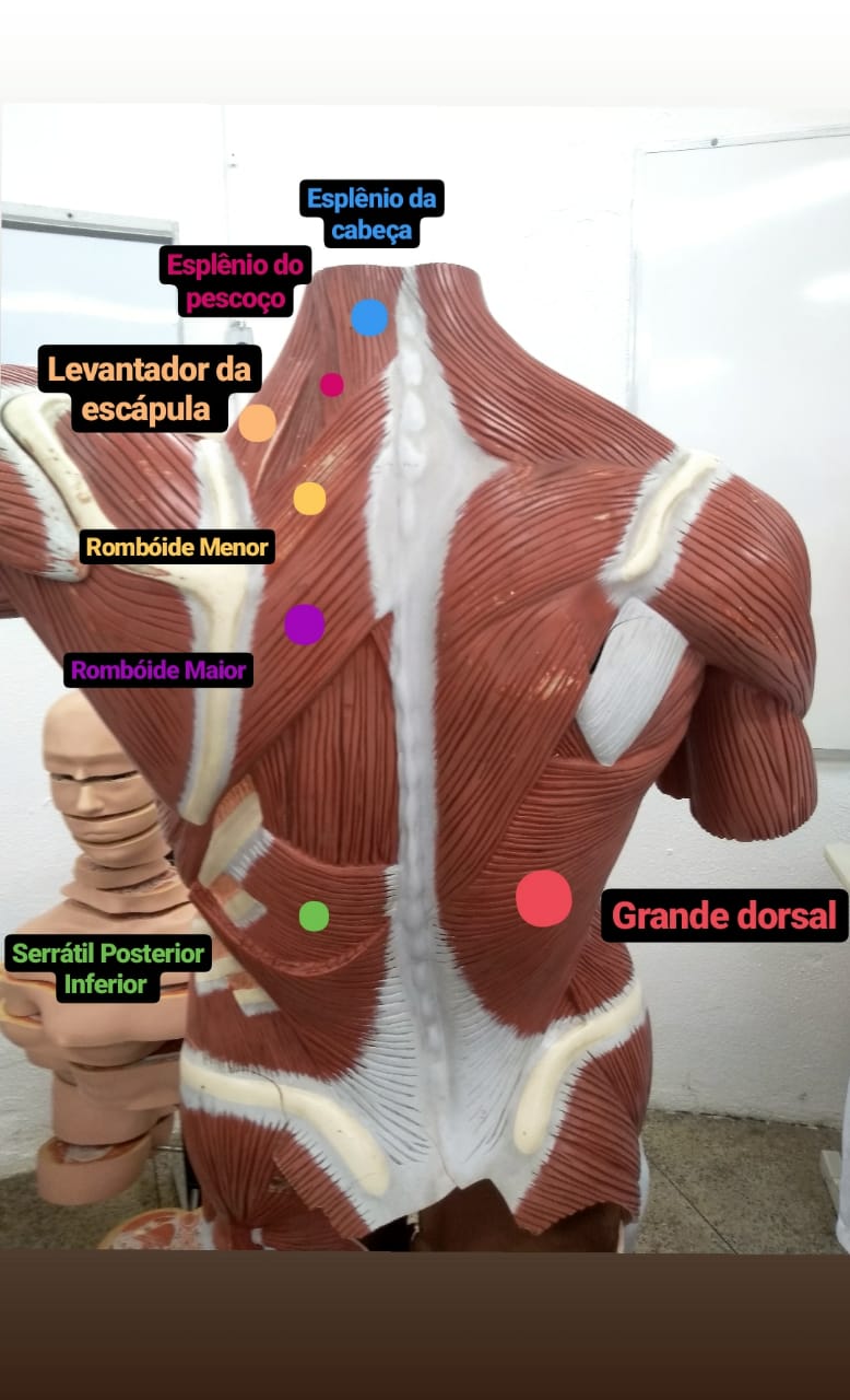 músculo do dorso - Anatomia do Aparelho Locomotor