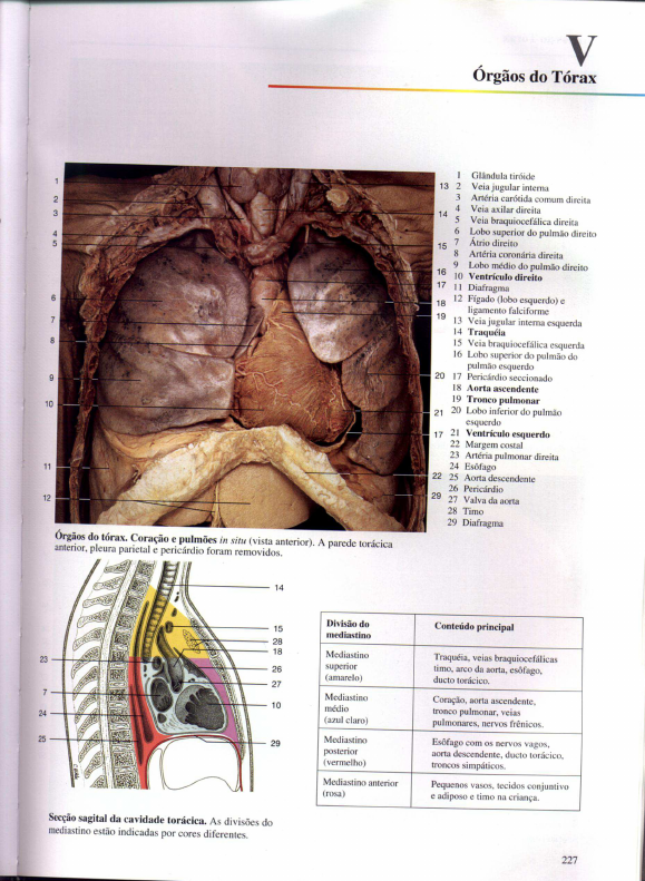 227-245 Órgãos do Tórax - Anatomia Aplicada à Enfermagem